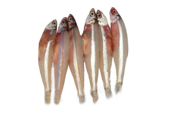 Anchovy | East Fish Processing