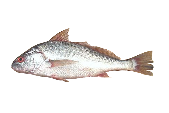 Crocker | East Fish Processing