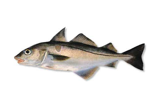 Haddock | East Fish Processing