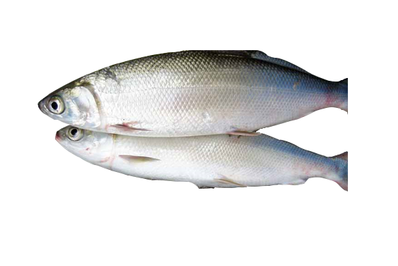 Milk Fish | East Fish Processing