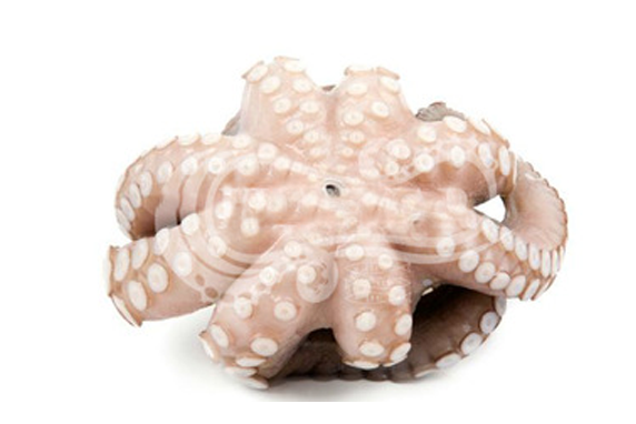 Octopus | East Fish Processing