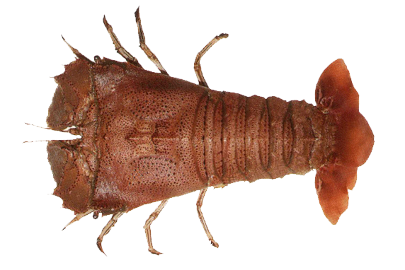 Sand Lobster | East Fish Processing